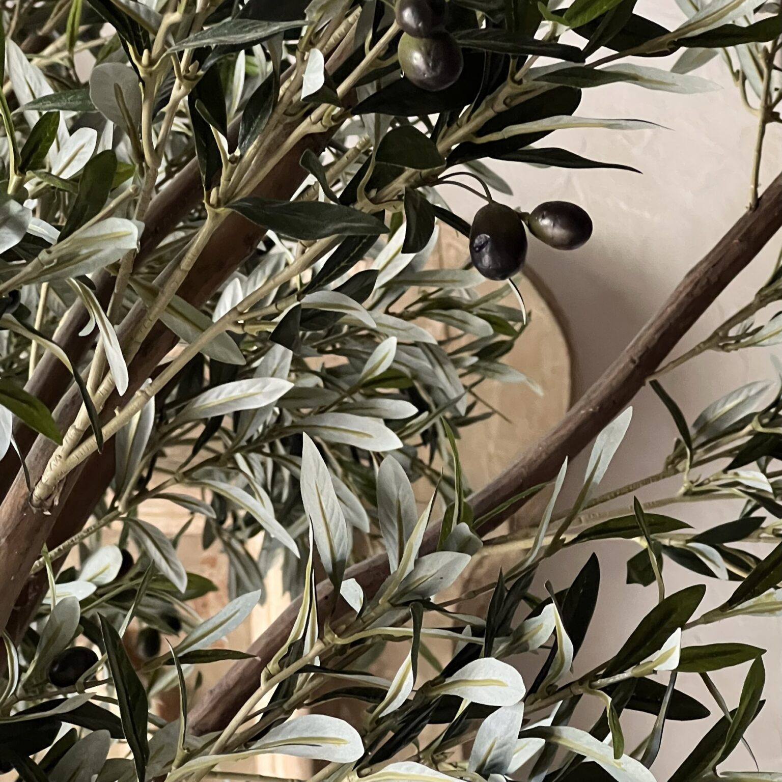 Italian Olive Tree - Casa Gusto