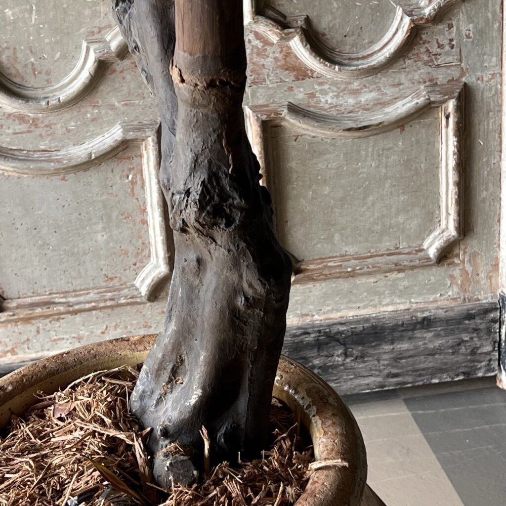 Italian Olive Tree - Casa Gusto