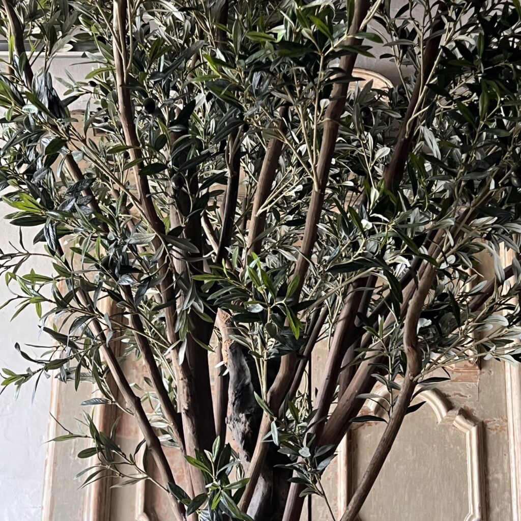 Italian Olive Tree - Casa Gusto