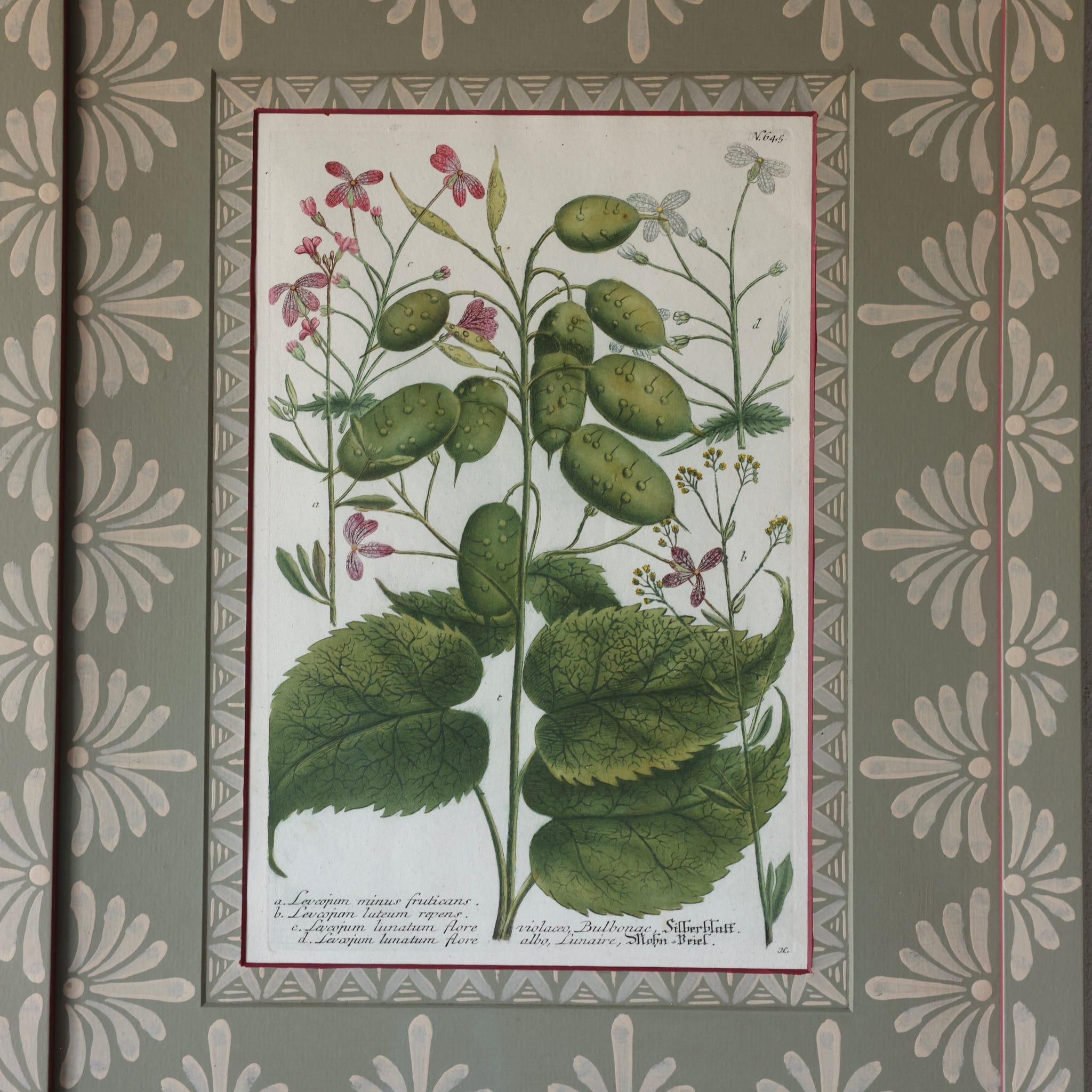 18th C. Weinmann Botanical Hand-Colored Engraving in Gusto Palmette ...