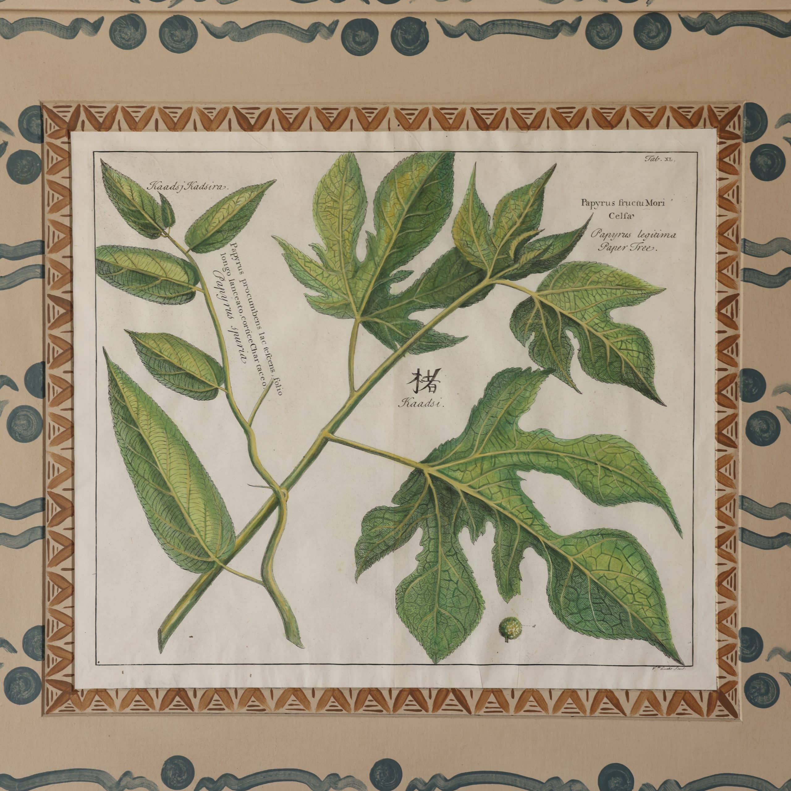 18th C. Engelbert Kaempfer Hand Colored Botanical Engraving in ...